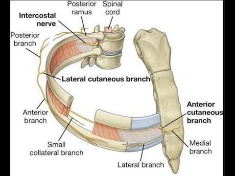 Intercostal Nerves Anatomy with Diagram Easy Explanation | Intercostal ...