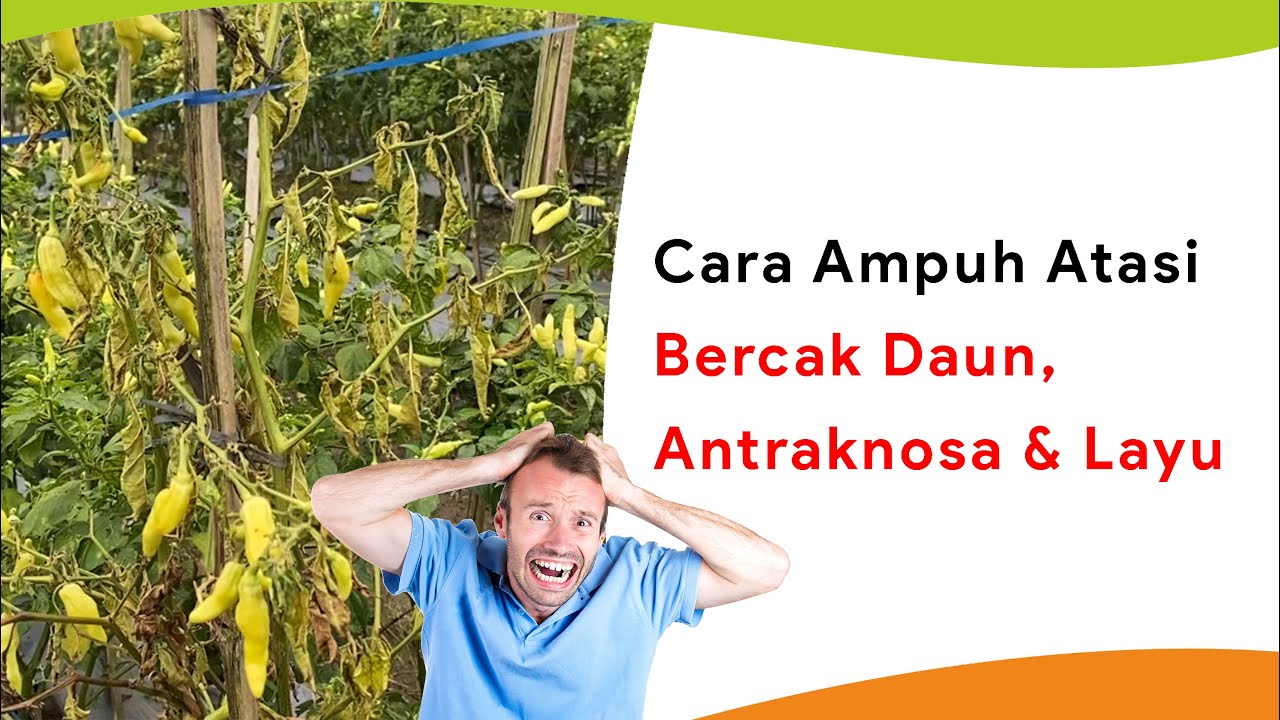 Cara Ampuh Atasi Bercak Daun, Antraknosa dan Layu Fusarium Sekaligus ...
