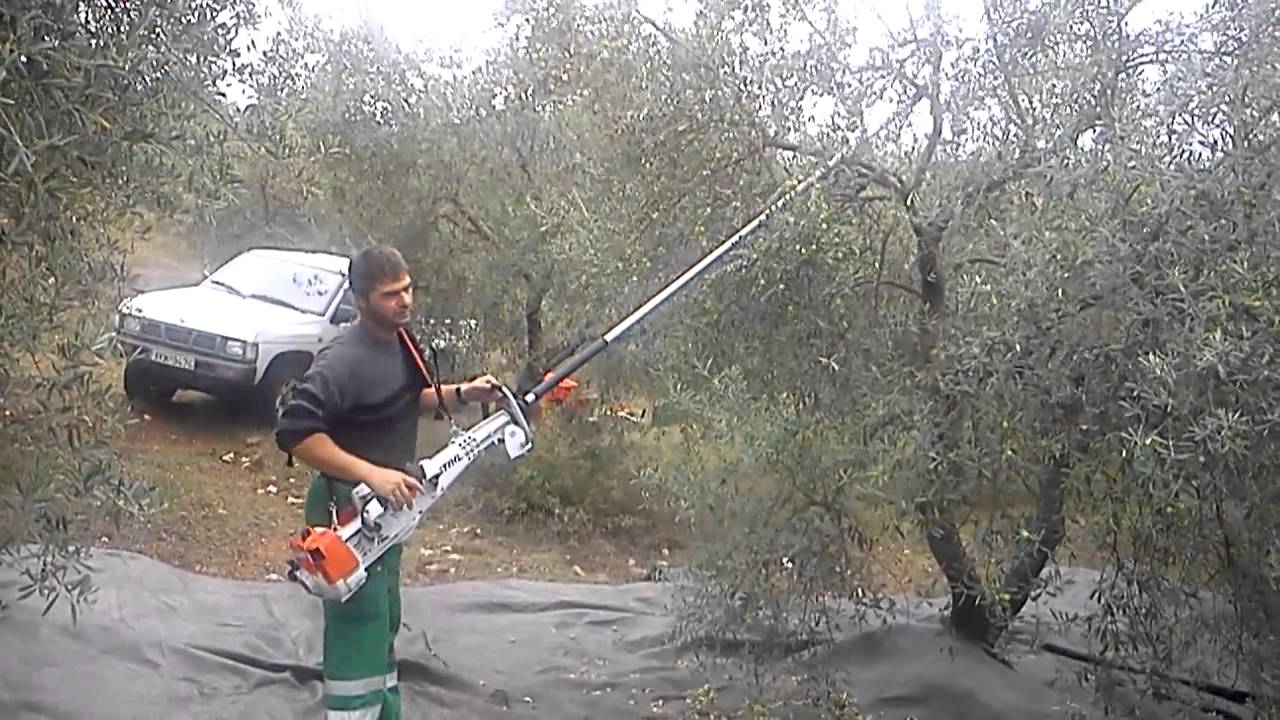 ΤΙΝΑΓΜΑ ΕΛΙΑΣ ΜΕ ΡΑΒΔΙΣΤΙΚΟ ΤΗΣ STILL - YouTube