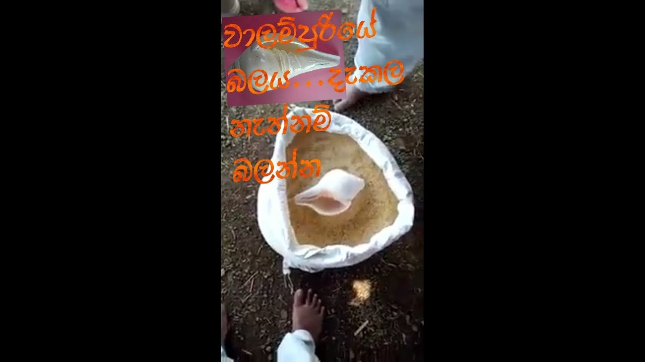 walampuri වාලම්පුරිය - YouTube