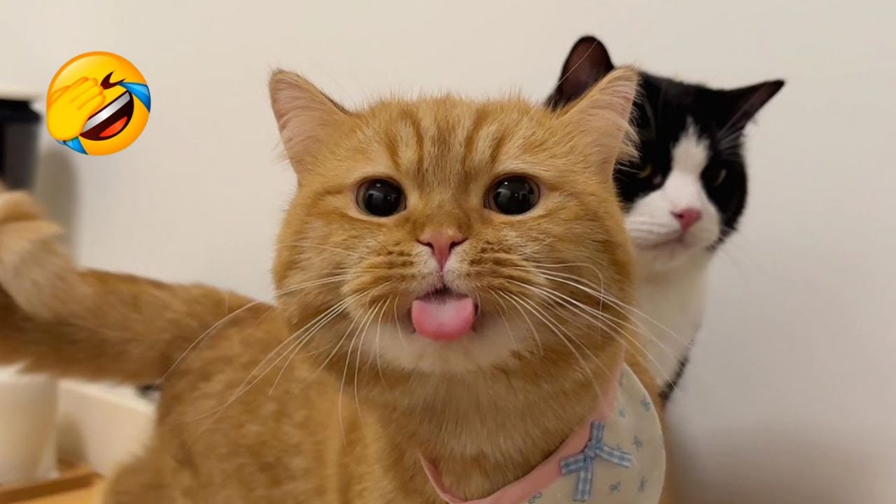 Kitty Capers: Enjoy the Newest Cat Videos of 2024 for Some Serious ...