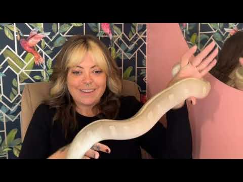 EP 2: Trauma & Ball Pythons - YouTube