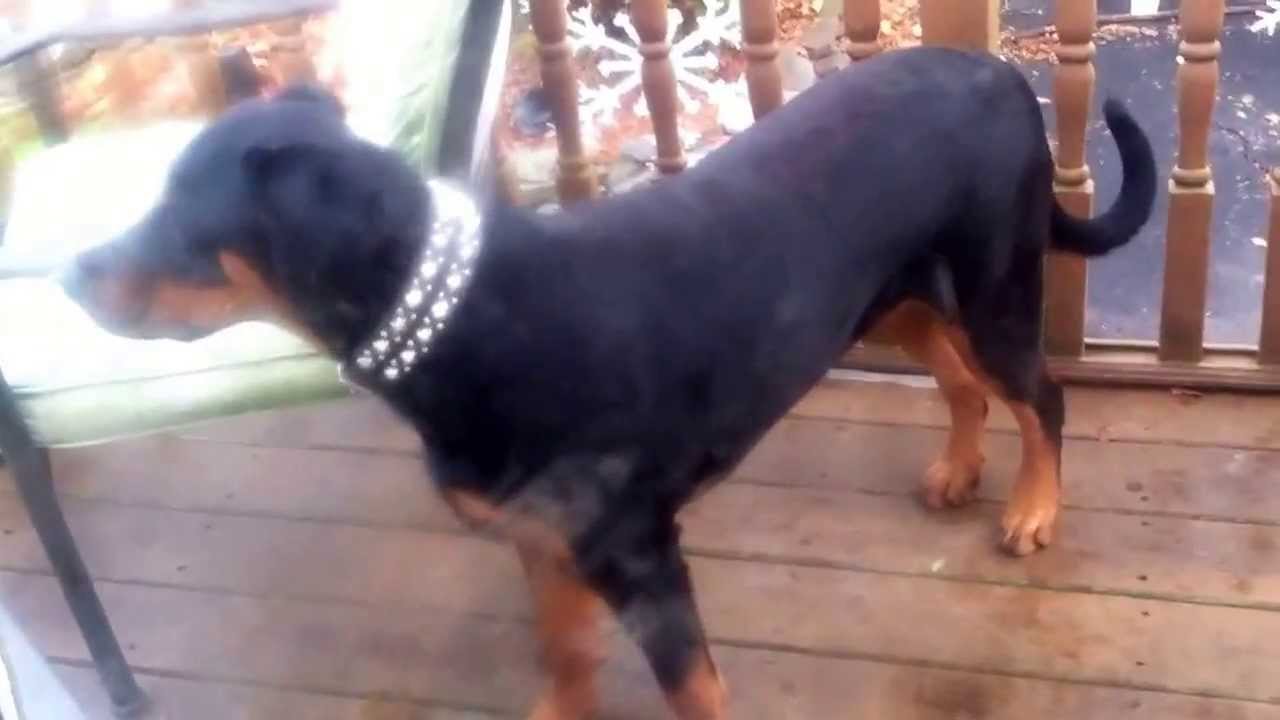 Rotterman at 7months 85lbs - YouTube