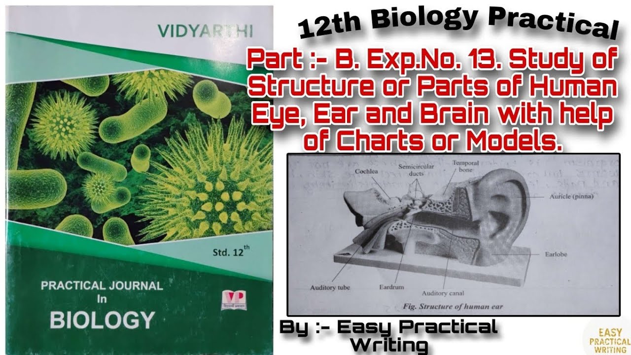 12th class biology practical part B experiment no 13 answers human ...