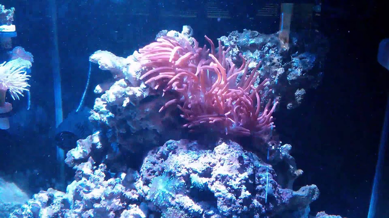 Anemone Eating Shrimp Time Lapse - YouTube