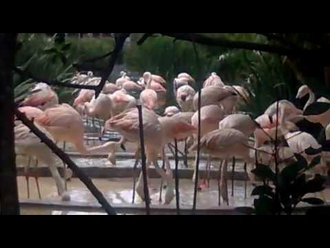 Garzas rosadas. - YouTube
