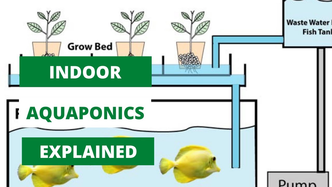 Indoor aquaponics explained - YouTube