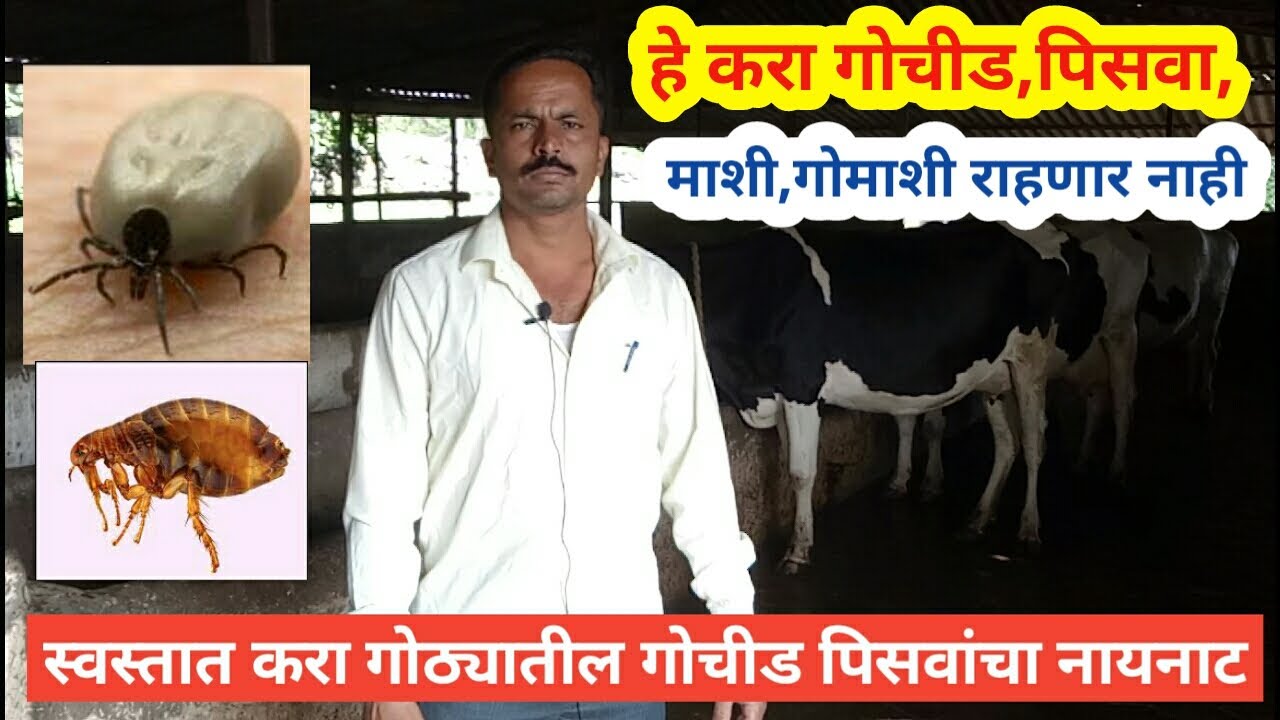 जनावरांच्या अंगावरील परजीवींचा स्वस्तात नायनाट करणारे औषध | Gochid ...