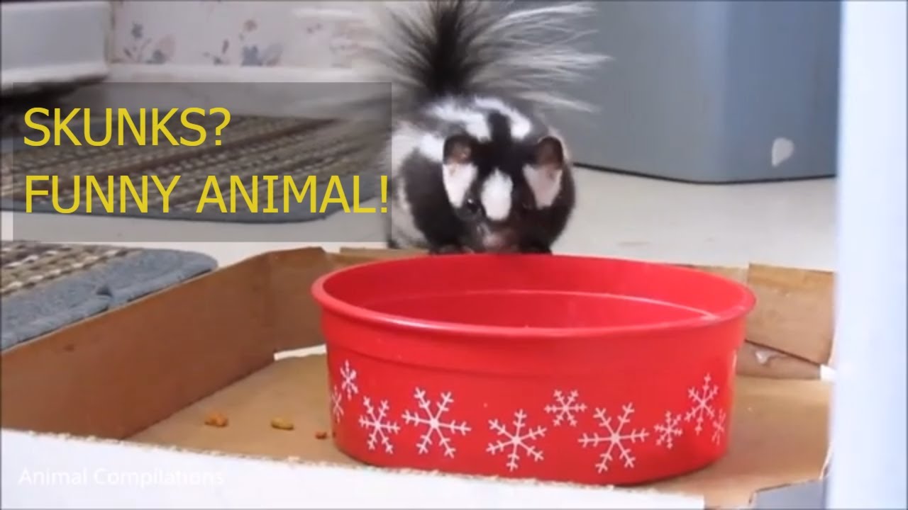 Funny Vibes- Skunks trying to spray | Animal Compilation - YouTube