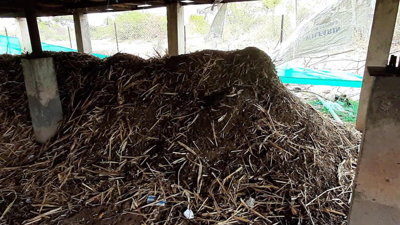 PV sheep farm's in bellary (Sheep dung available) - YouTube