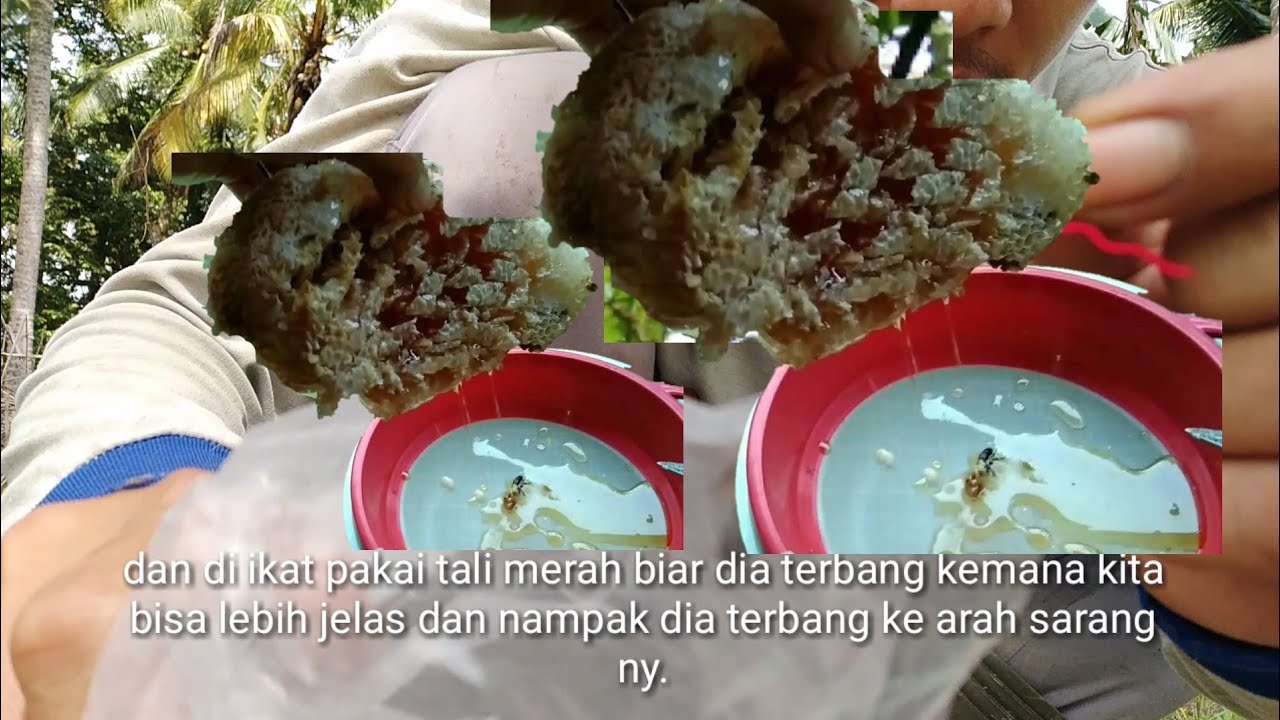 Cara mencari lebah madu hutan denga ikat tali merah di badan lebah ...