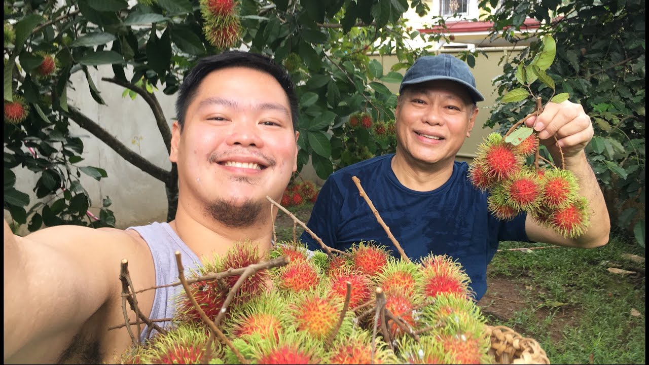 Harvesting Rongrien Rambutan in the Philippines | August 2023 | Ang ...