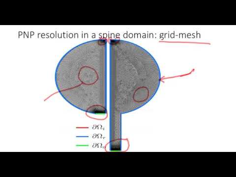 Electro-diffusion: modeling and numerical simulations (Part II/III ...