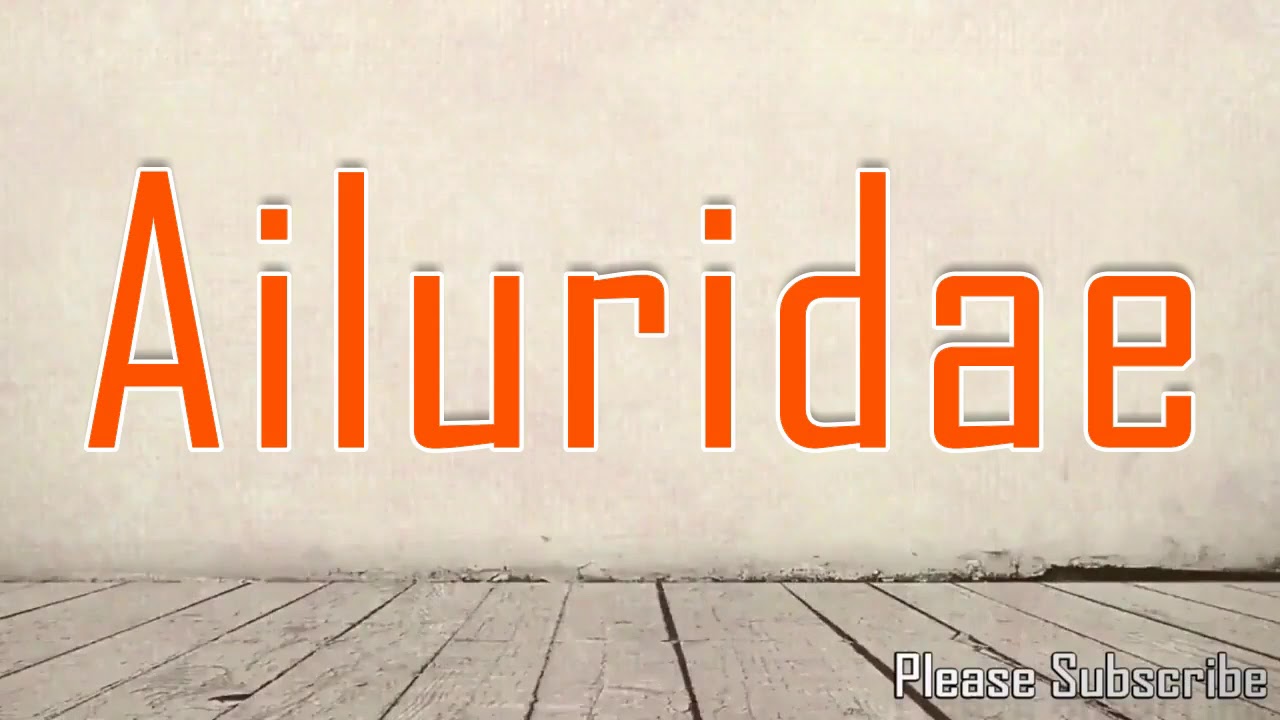 How to Pronounce Ailuridae - YouTube