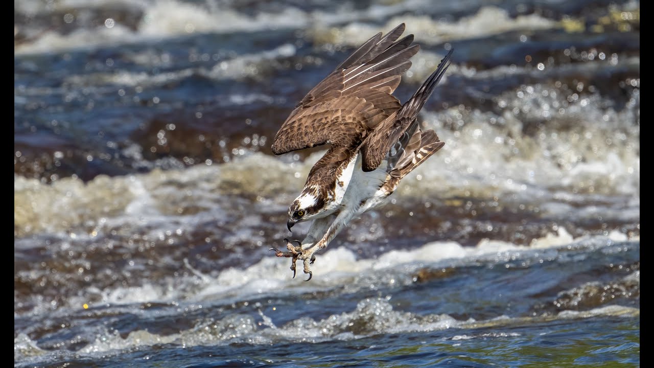 2023-05-26 Osprey Dive & Flight - YouTube