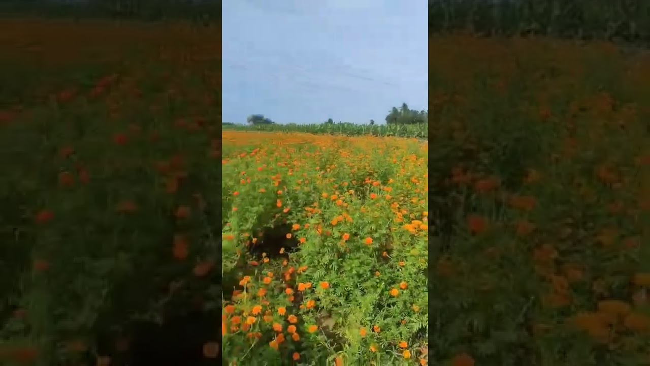 Beautiful Marie gold flower incredible tamilnadu india - YouTube