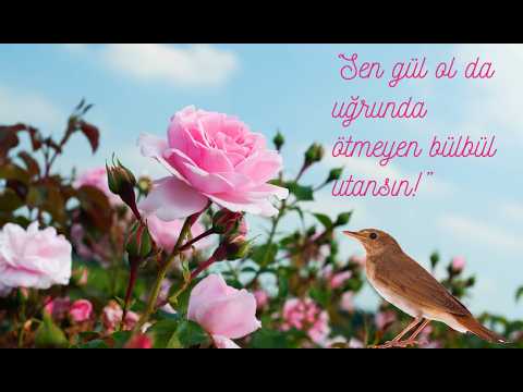 Sedat Anar - Gül Müdür Bülbül Müdür