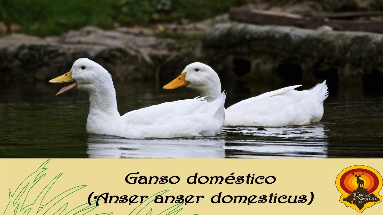 Ganso doméstico (Anser anser domesticus). - YouTube