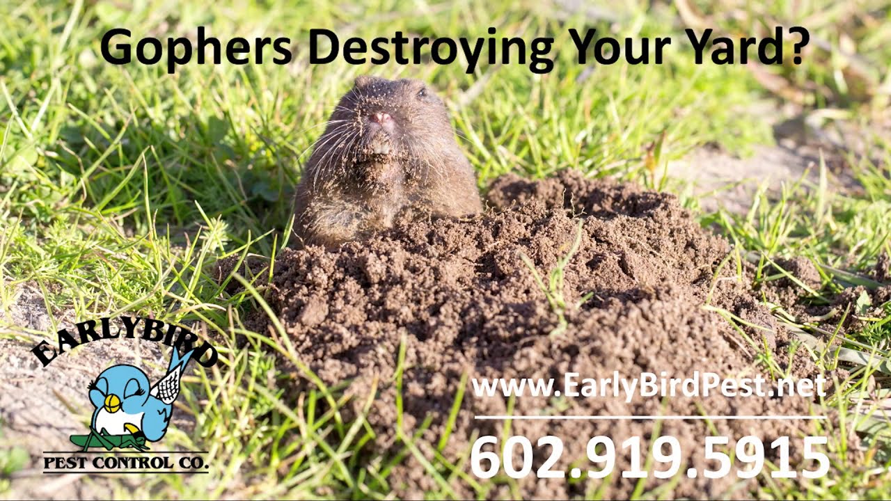 Phoenix Arizona Gopher Rodent and Pest Control Exterminator Scottsdale ...