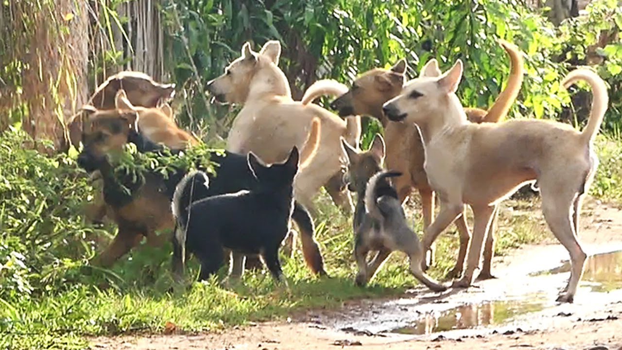 Alone Village's dog vs 12 dogs in the power area || #2121 Nature Show ...