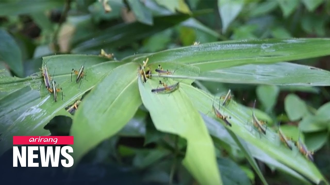 Swarms of locusts attack crops in southern parts of China - YouTube