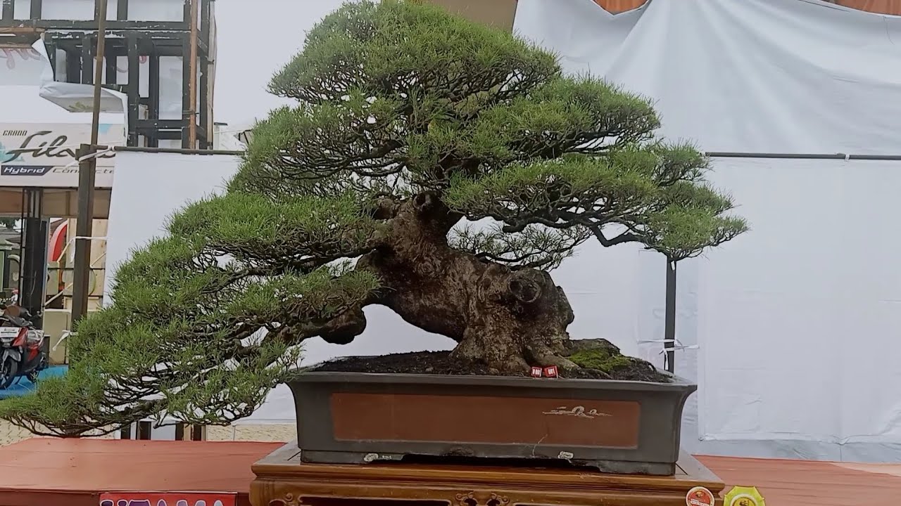 Best Ten Di Kelas Utama l Pesona Bonsai Cemara Udang - YouTube