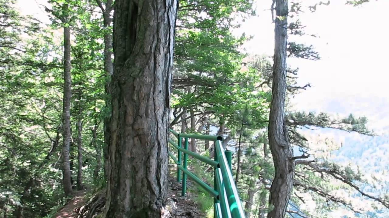 Perucica Rain Forest 1, Bosnia - YouTube