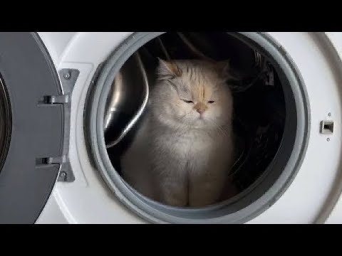 Live streaming of Autistic Dope Dwarf Miah's Mind: the Autistic ...