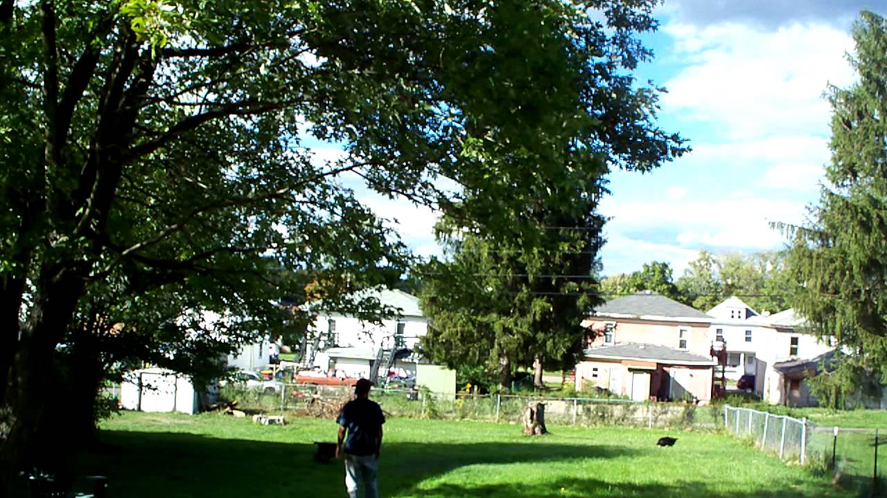Bear playing Frisbee - YouTube