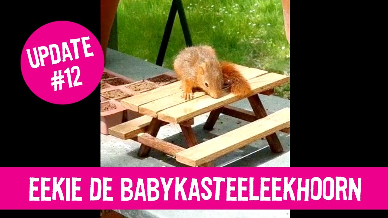 Eekie de babykasteeleekhoorn UPDATE #12 - YouTube
