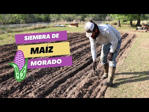 Siembra de Maíz Morado (Planting purple corn) - YouTube
