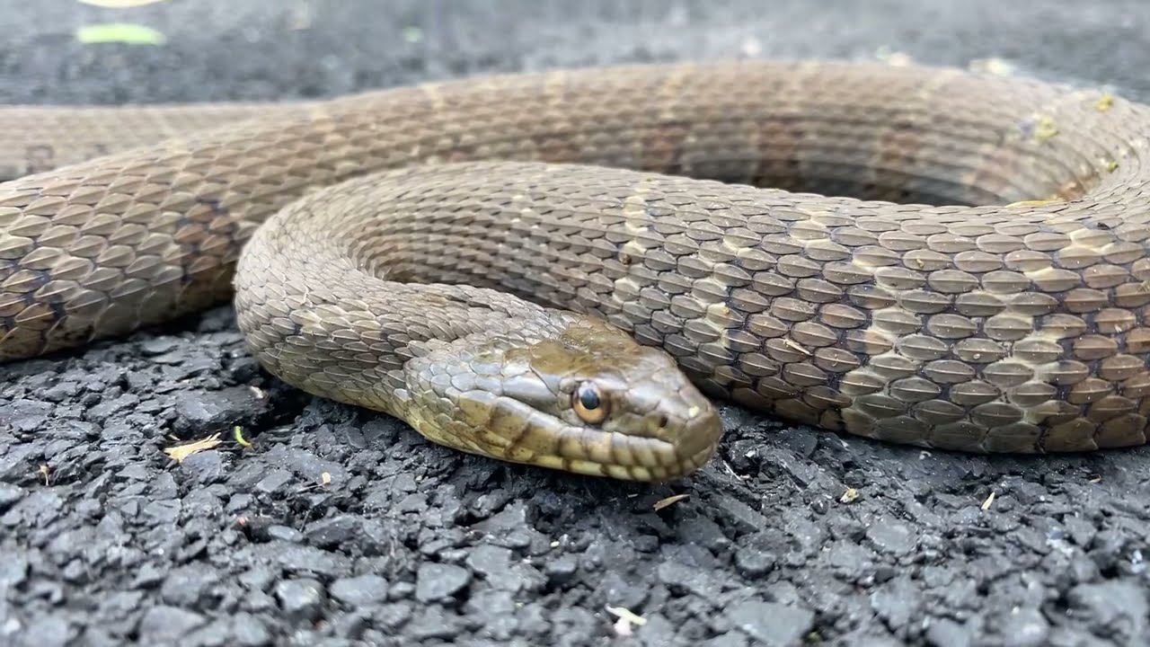 Big water snake on busy trail - YouTube