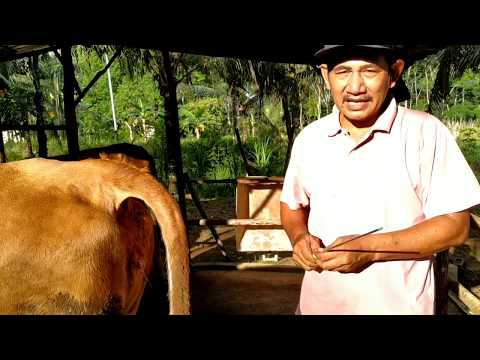 Cara mengawinkan sapi dengan cara suntik