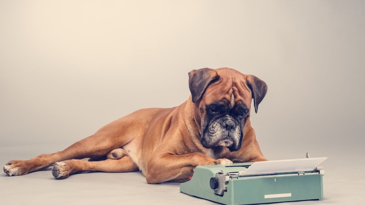 Are Boxers Prone to Ear Infections? Causes, Symptoms & Treatments - YouTube