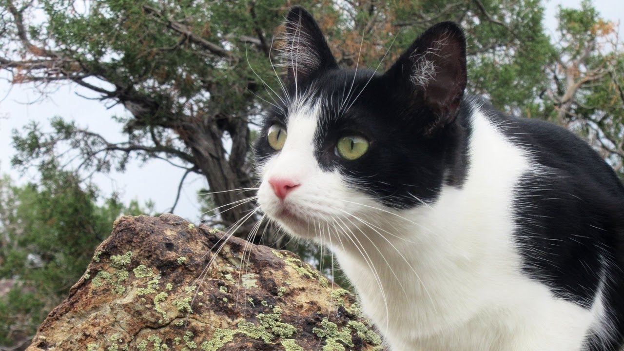 Our Cats #145 - Short Clip - Pasha's Crazy Cliff Climb - YouTube