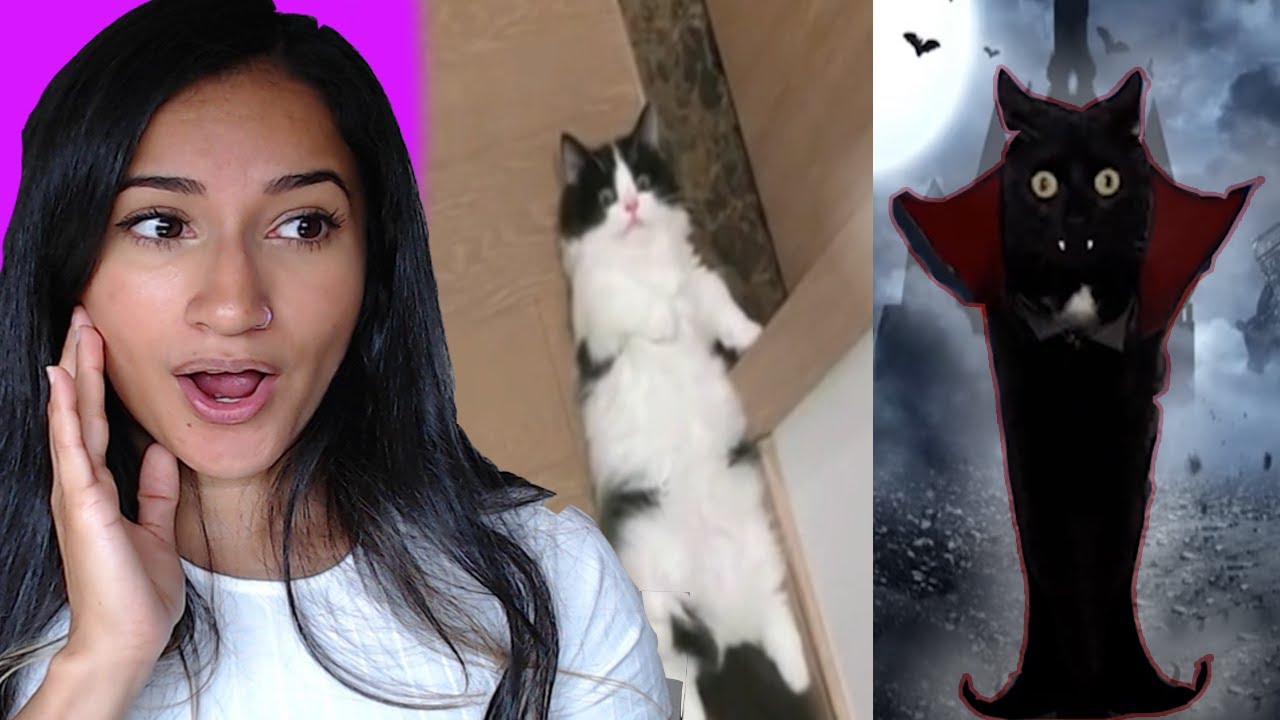 CAT TIK TOK IS THE BEST - YouTube