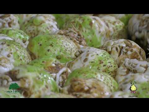 Jack Buck Farms Celeriac Wash and Packhouse 2020