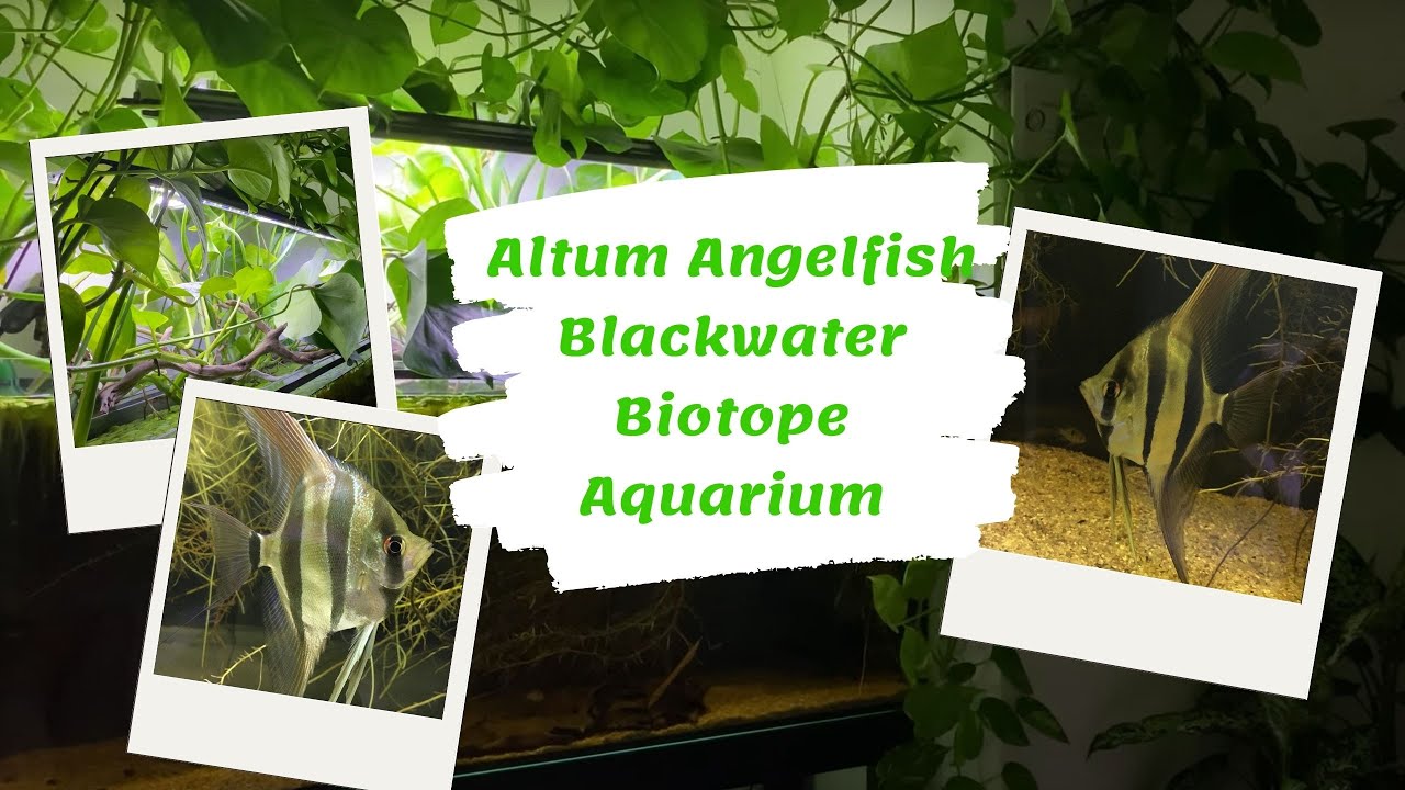 Altum Angelfish Blackwater Biotope Aquarium - YouTube