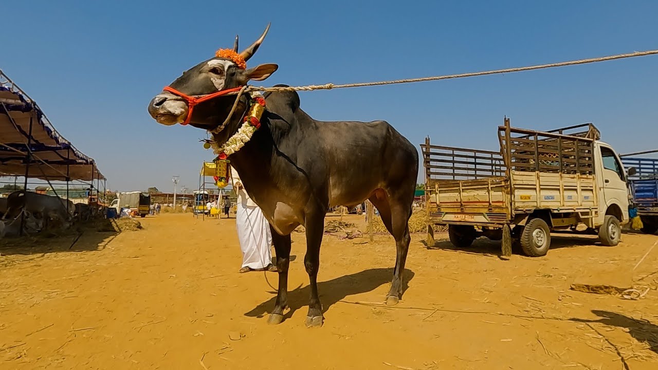 Hallikar bull of Narayanappa Mutsandra - YouTube