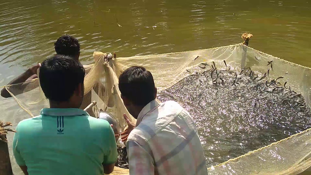 IMC(Spawn to fingerling) production#viral - YouTube