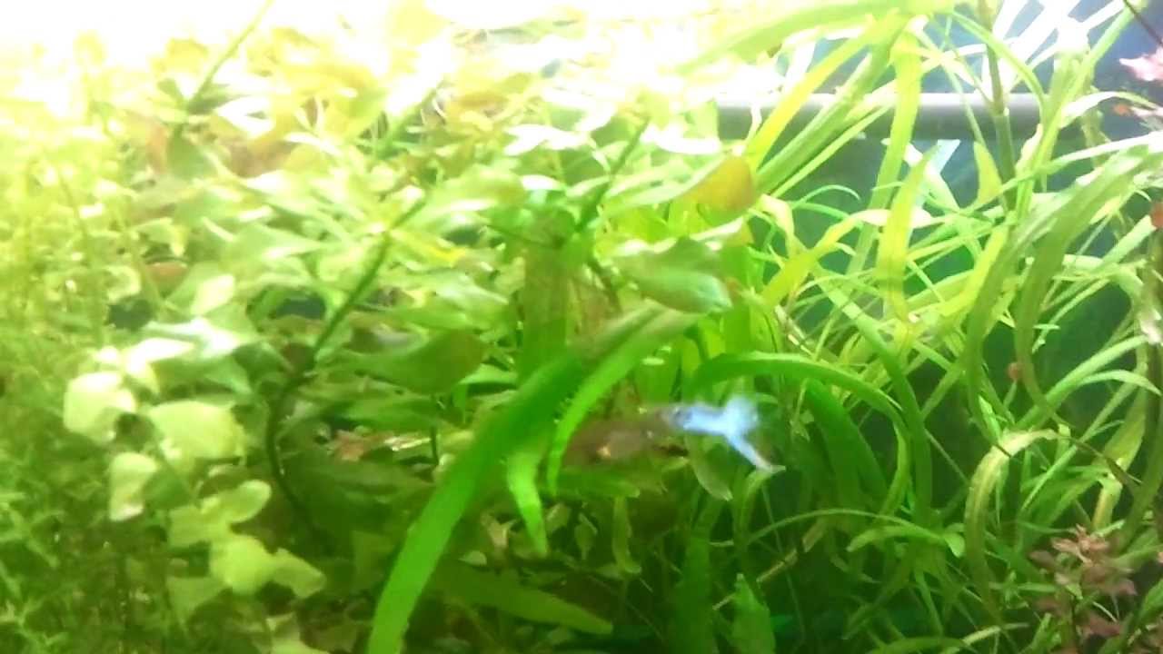 Guppy endler JAPAN BLUE - YouTube