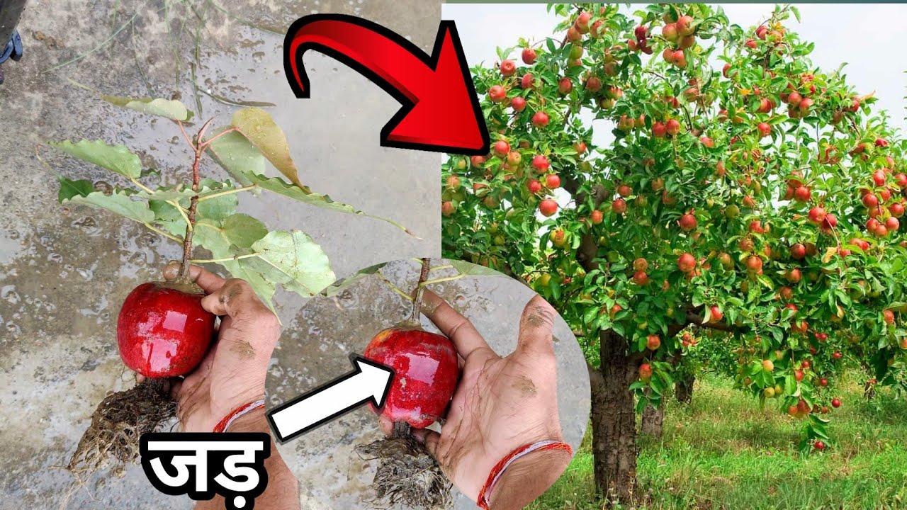 How To See Root In Sev With Easy Tips YouTube How To See Root In Sev With Easy Tips YouTube