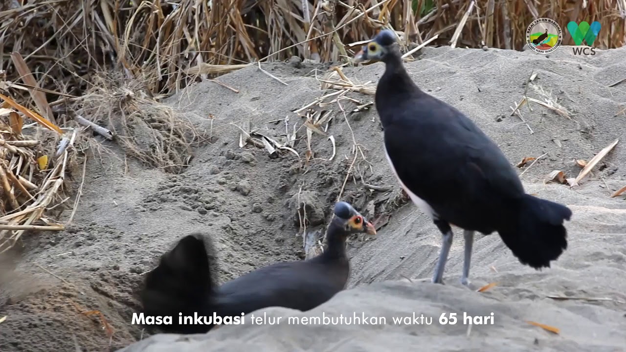 Mengenal Perilaku Bertelur Burung Maleo (Macrocephalon maleo) Ep. 01 ...