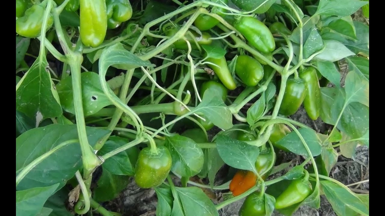 Hamik paprika stressz elleni kezelése - RhizoMagic™ - YouTube