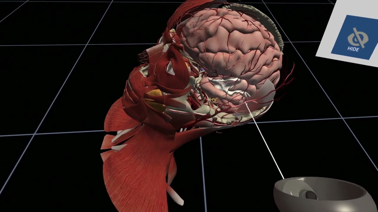 BioDigital Human | Virtual Reality Human Anatomy - YouTube
