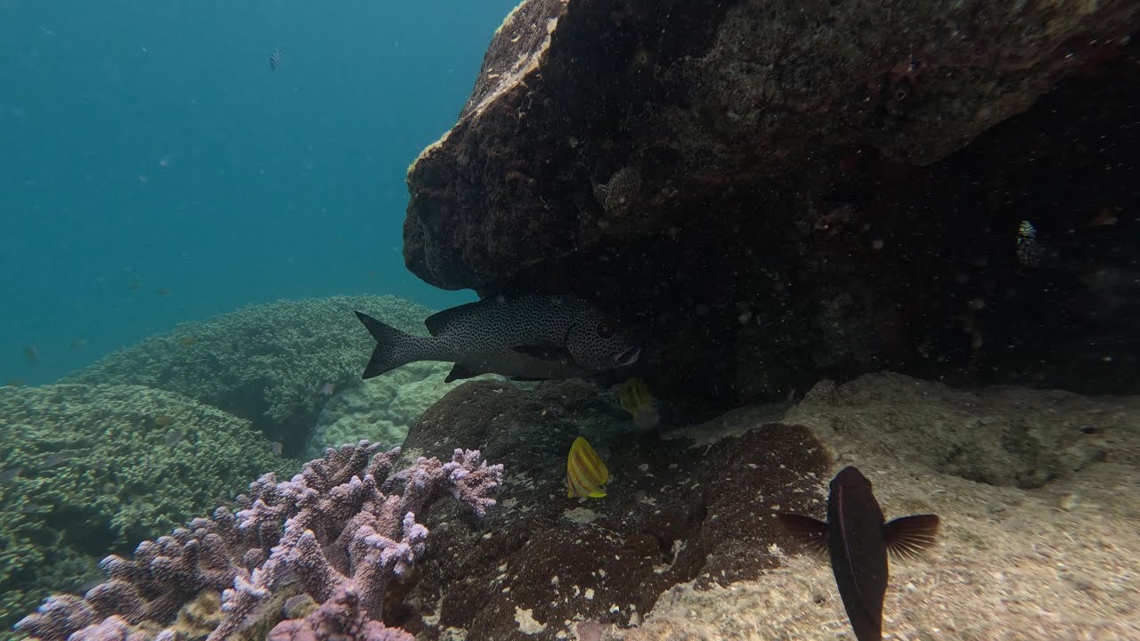 Lady Musgrave snorkeling at the Great Barrier Reef - YouTube