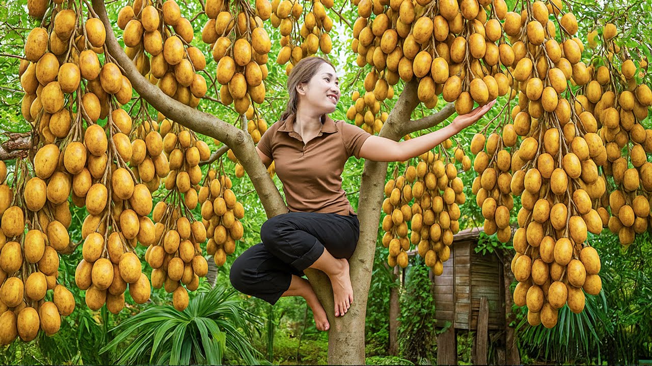 Harvesting Ripe American Toad Fruit to sell - Make Soaked Toad In Fish ...