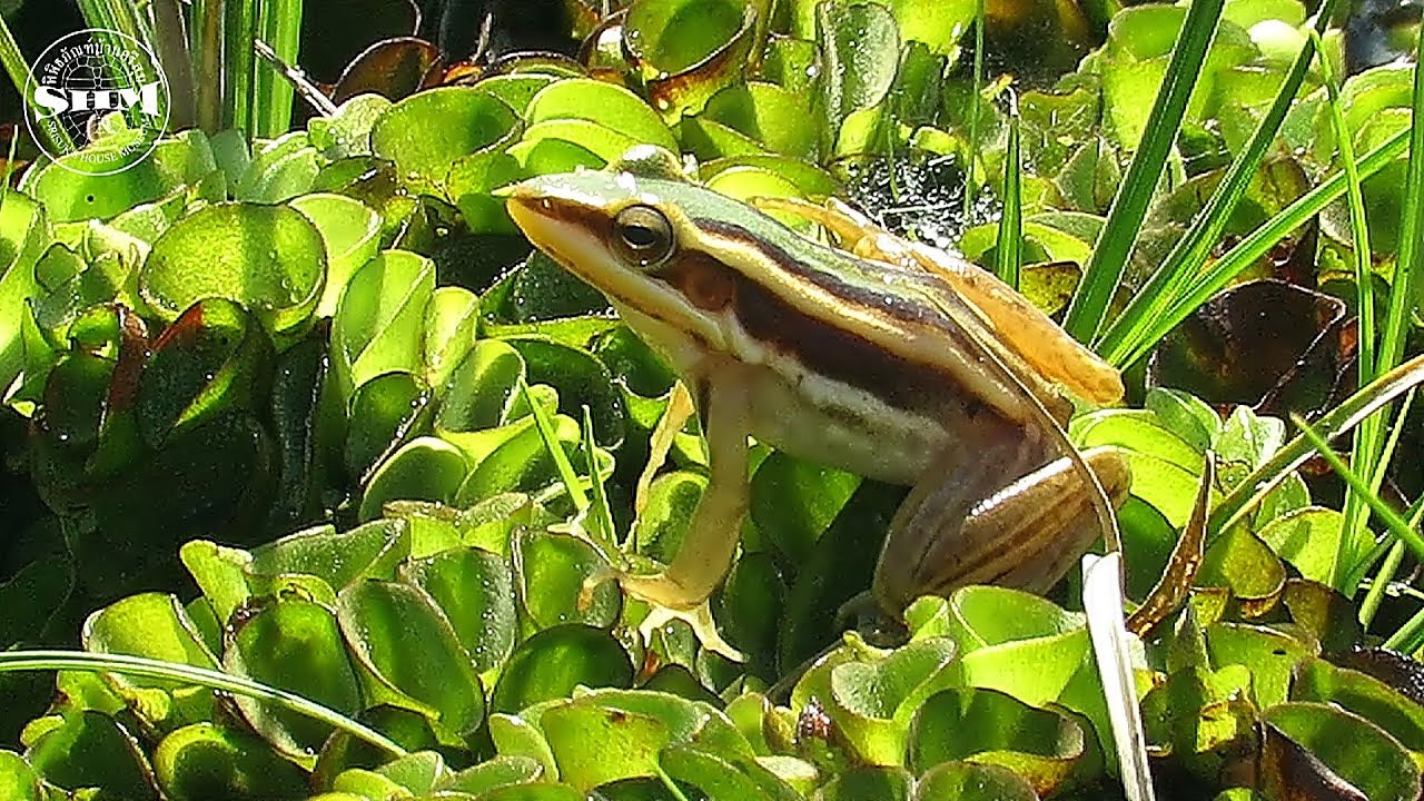 เขียดไต้หวัน (Taipei frog)Hylarana taipehensis (Van Denburgh, 1909 ...