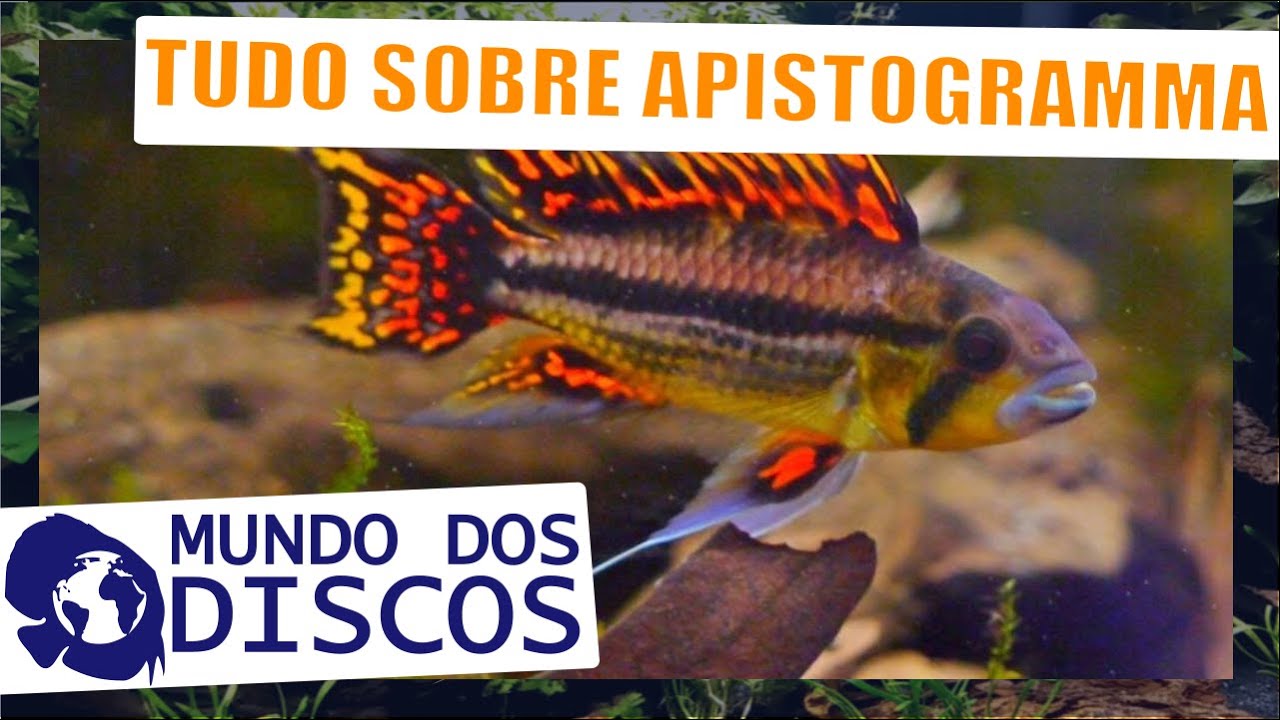 APRENDA TUDO SOBRE APISTOGRAMMA ! E VENHA VER OS APISTOGRAMMAS AQUI NA ...