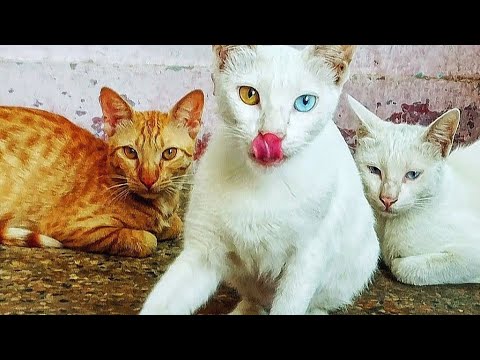 Three Cats conversation with each other | Cat eating food 🥓🍖 meat ...